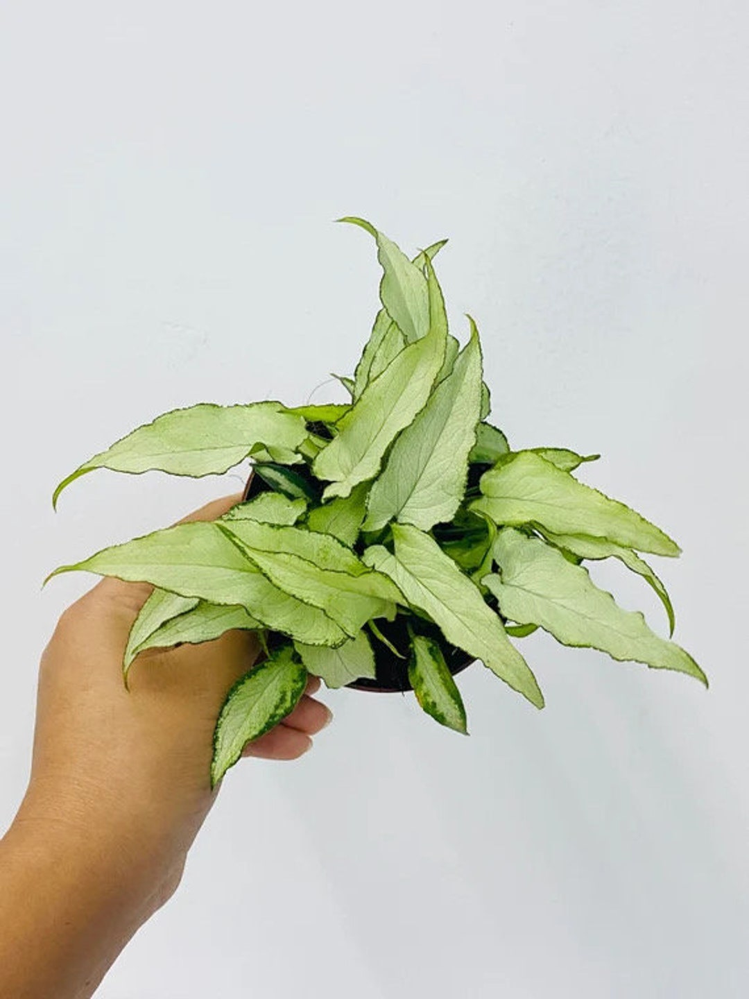 Syngonium Silver Fox 2” Plant **(ALL Plants Require You to Purchase ANY ...