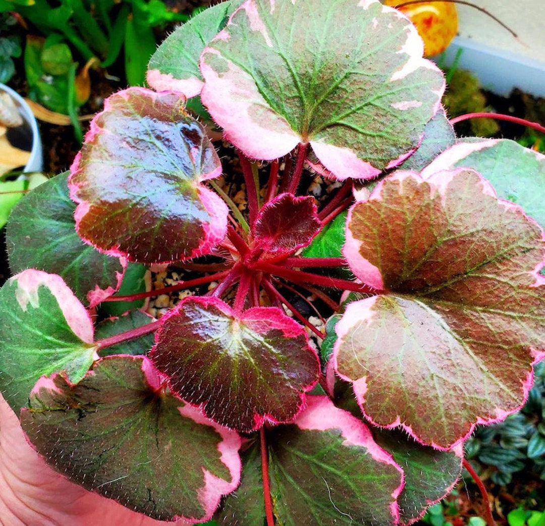 Variegated Strawberry Begonia (saxifraga Stolonifera Tricolor) Easy ...