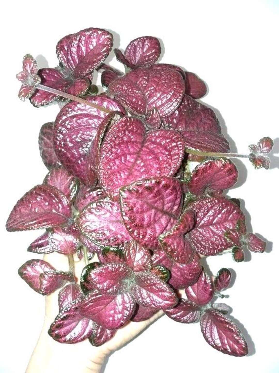 Episcia Pink Temptation Variegated Flowering African Violet 2” Plant ...