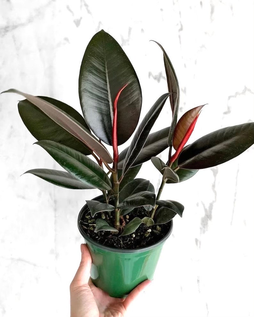 Ficus Burgundy Rubber Tree Starter Plant **(ALL Plants Require You to ...