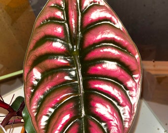 Alocasia Red Secret 'cuprea' : Indoor Plants - Easy Care Houseplant ...