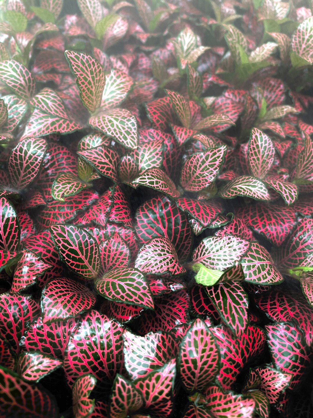 Fittonia “firetail” Red Nerve Hybrid 4” Plant **(ALL Plants Require You ...