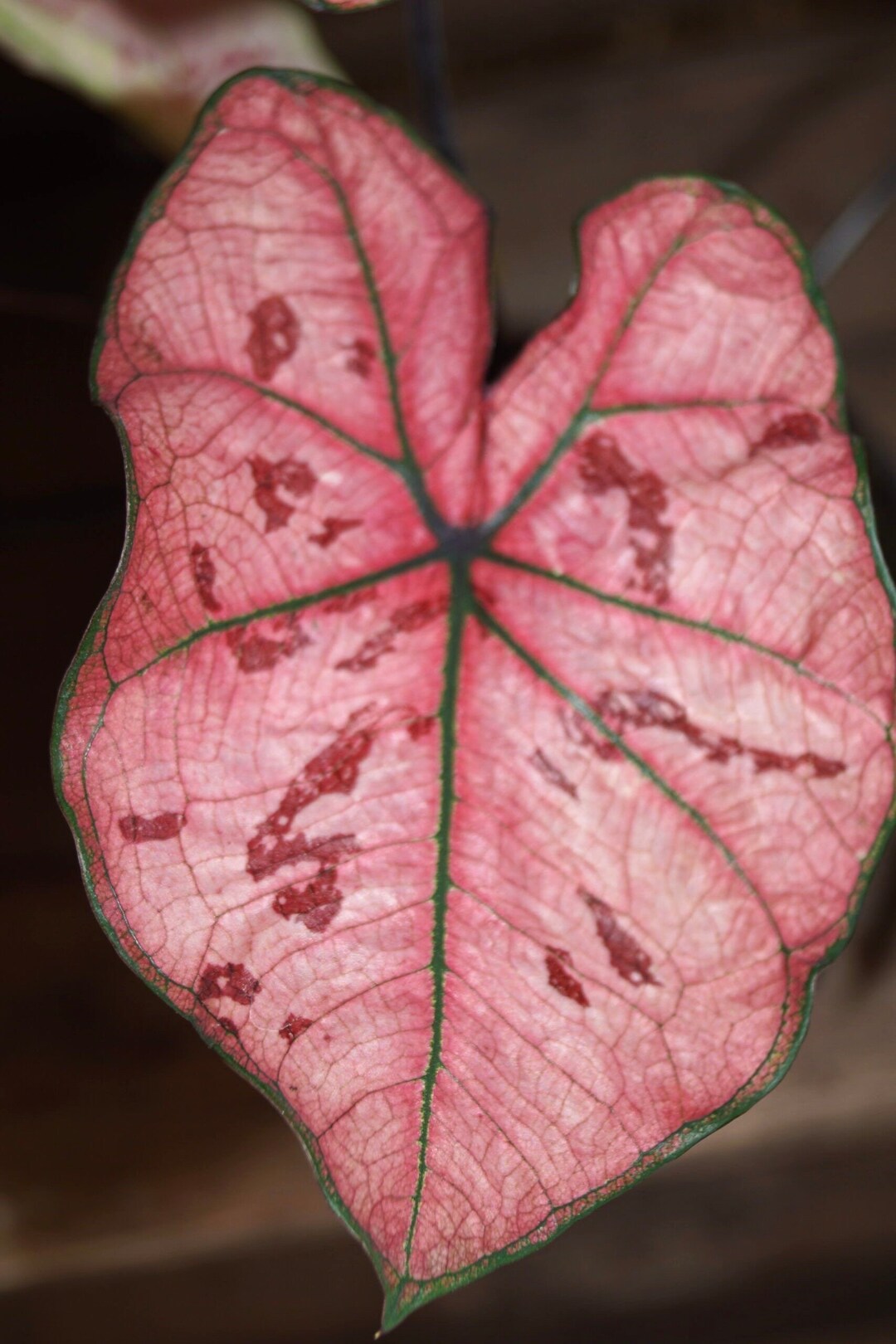 Caladium Scarlet Girl Elephant Ear Starter Plant **(ALL Plants Require ...