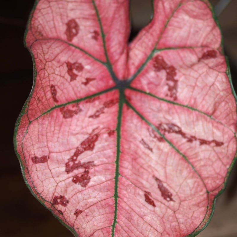 Colocasia Mojito - Etsy