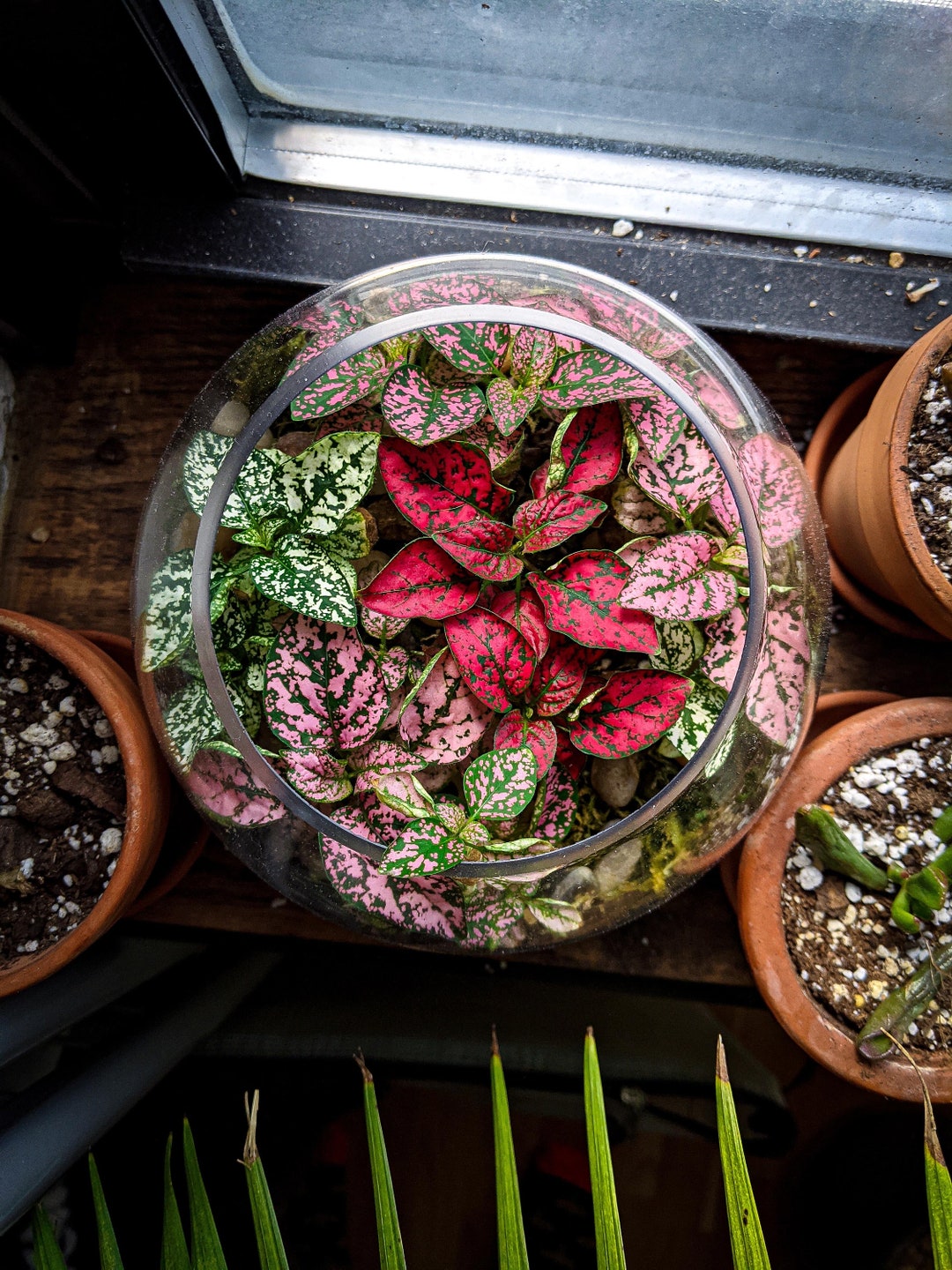 Hypoestes Mix “color Splash” Starter Plant **(ALL Plants Require You to ...