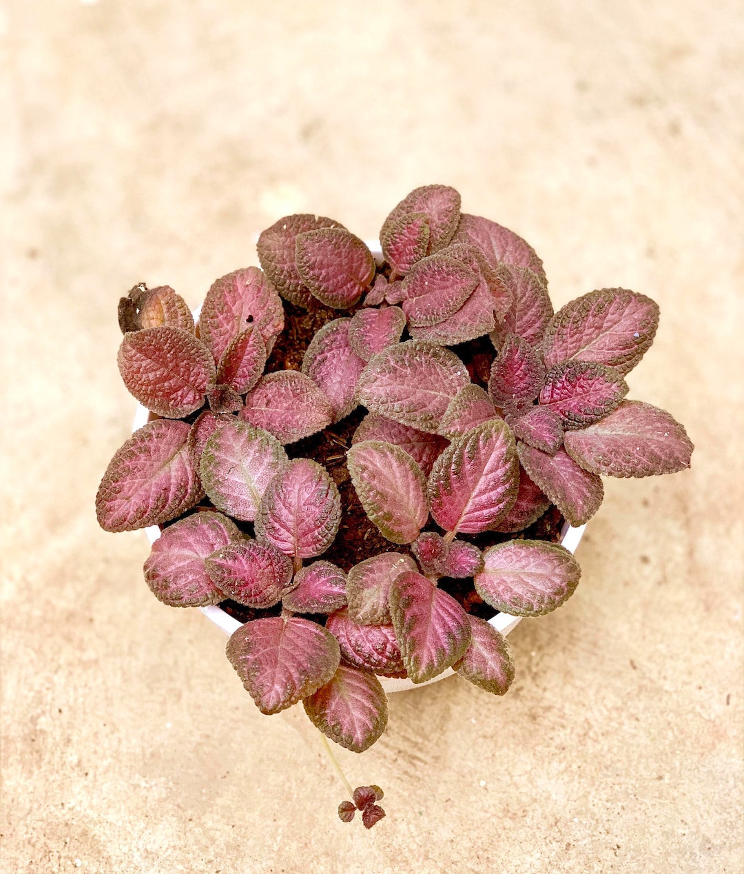 Episcia Pink Gator Variegated Flowering African Violet Starter Plant ...