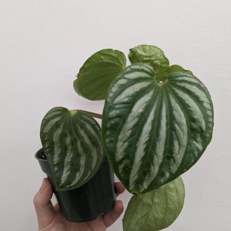 Peperomia Plant - Etsy
