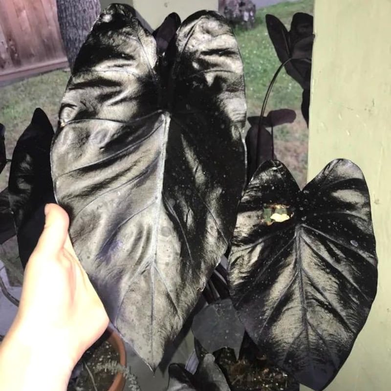 Blue Black Elephant Ears - Etsy