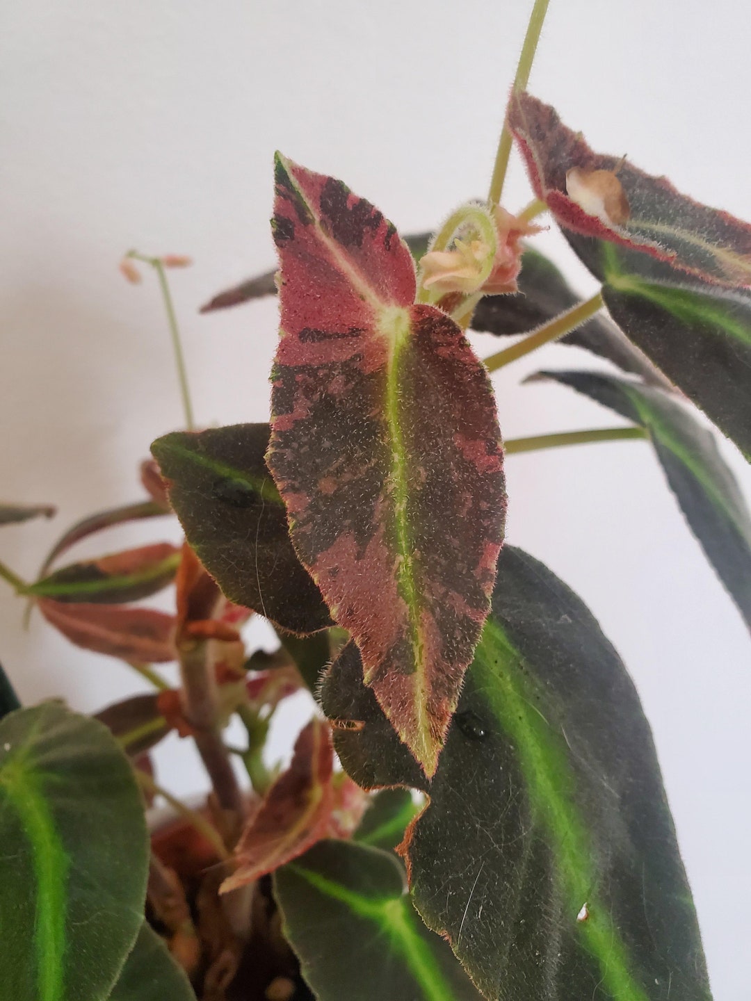 Begonia Listada Rare 4” Plant **(ALL Plants Require You to Purchase ANY ...