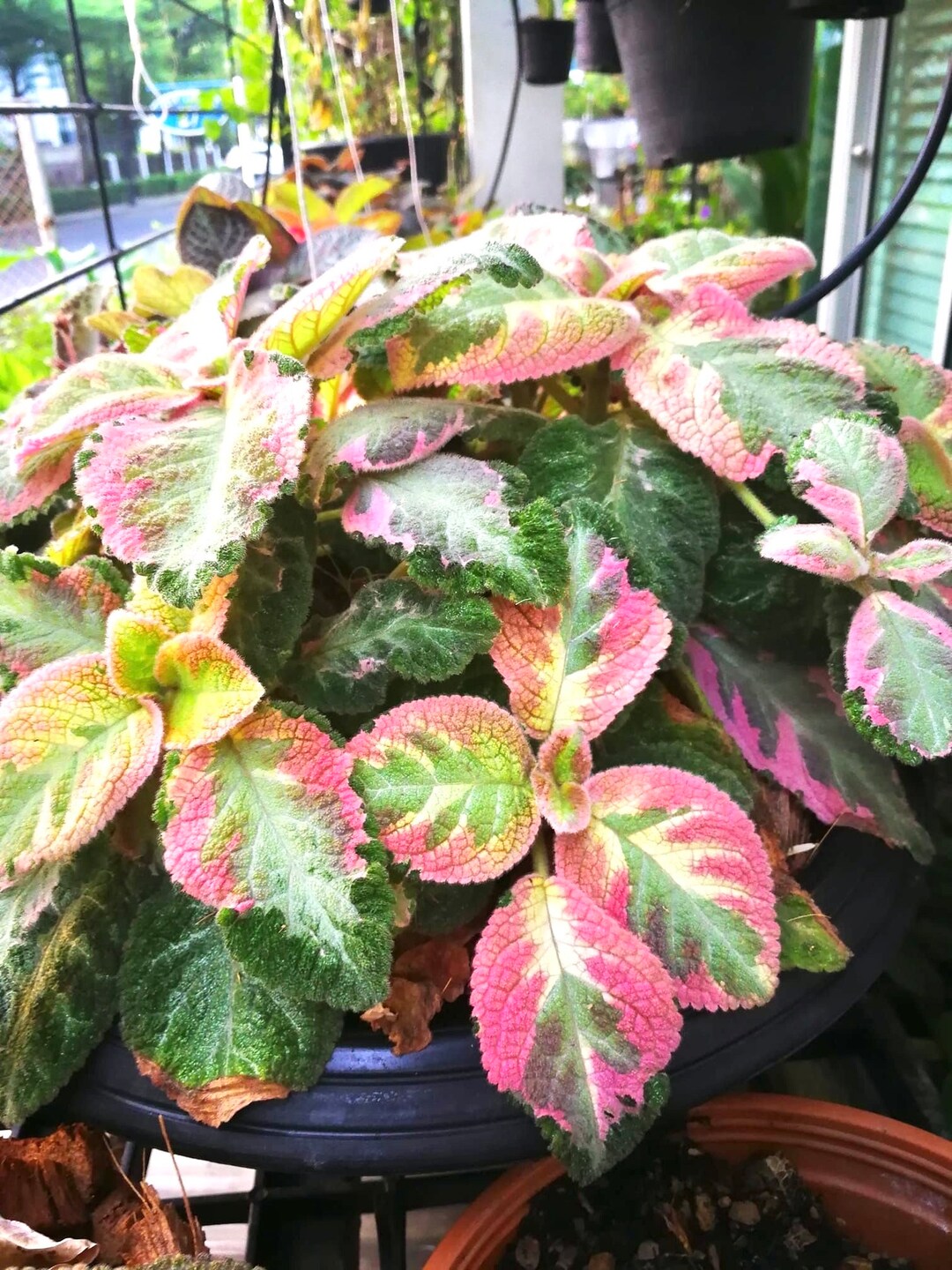 Episcia Pink Picasso Variegated Flowering African Violet 4” Plant ...