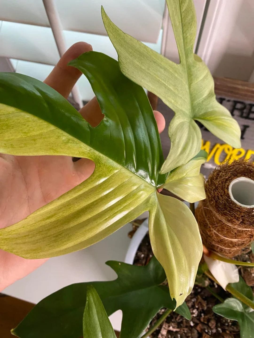 Philodendron Yellow Ghost Starter Plant **(ALL Plants Require You to ...