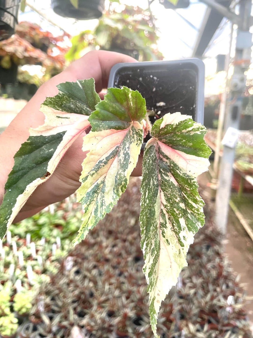 Begonia Ginny Galaxy Sport Variegated “angel Wing” 3” Plant **(ALL ...