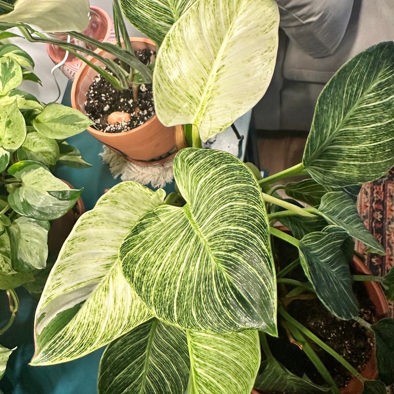 Philodendron - Etsy