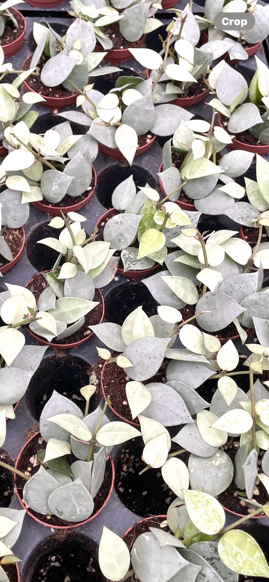 Hoya Arctic 2” Plant **(ALL Plants Require You to Purchase ANY 2 Plants ...