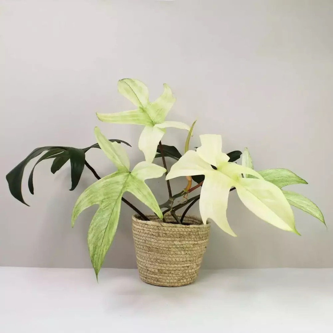 Philodendron Florida Ghost Mint Starter Plant **(ALL Plants Require You ...