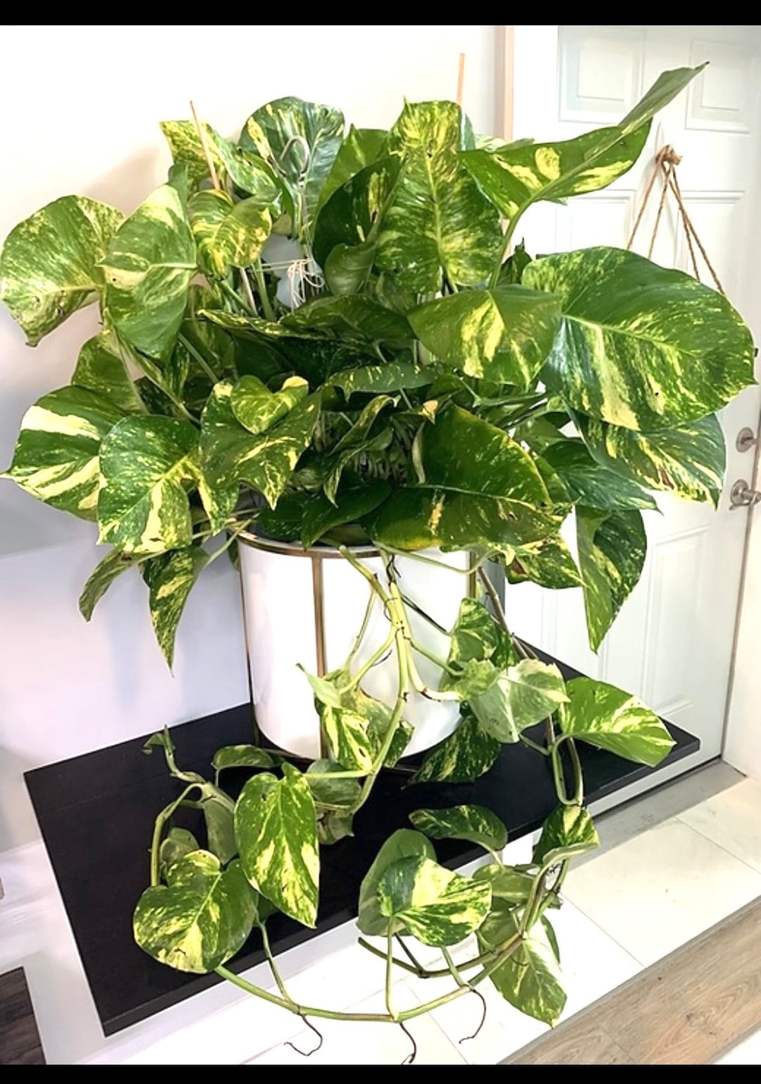 Hawaiian Pothos Starter Plant **(ALL Plants Require You to Purchase ANY ...