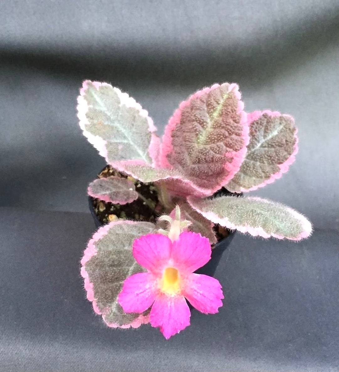 Episcia Pink Smoke Variegated Flowering African Violet Starter Plant ...