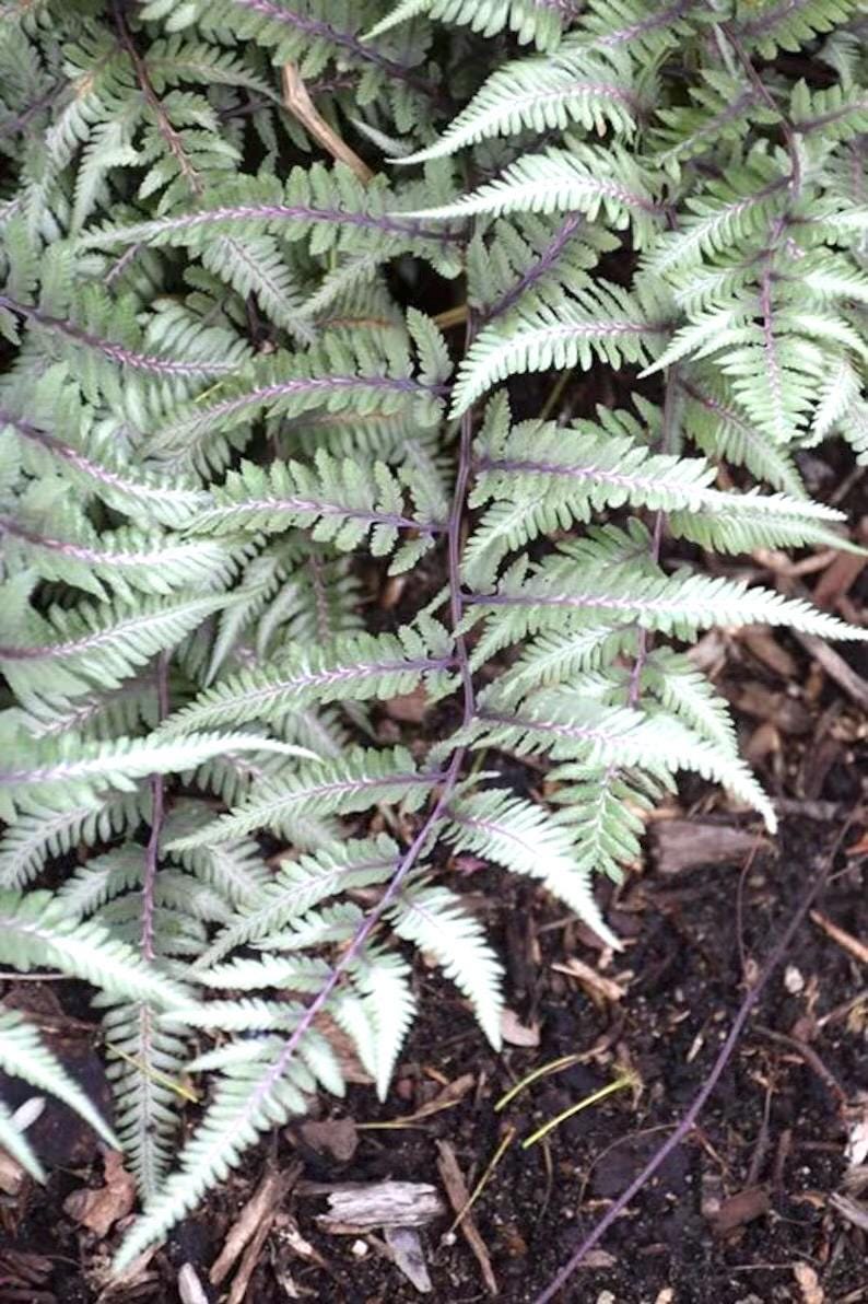 Athyrium Godzilla Japanese Painted Fern Starter Plant **(ALL Plants ...