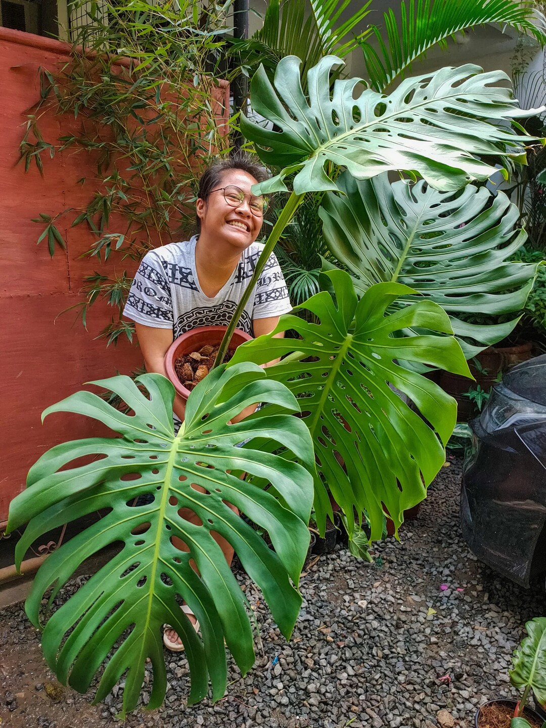 Monstera Deliciosa (seed Grown) Starter Plant **(ALL Plants Require You ...