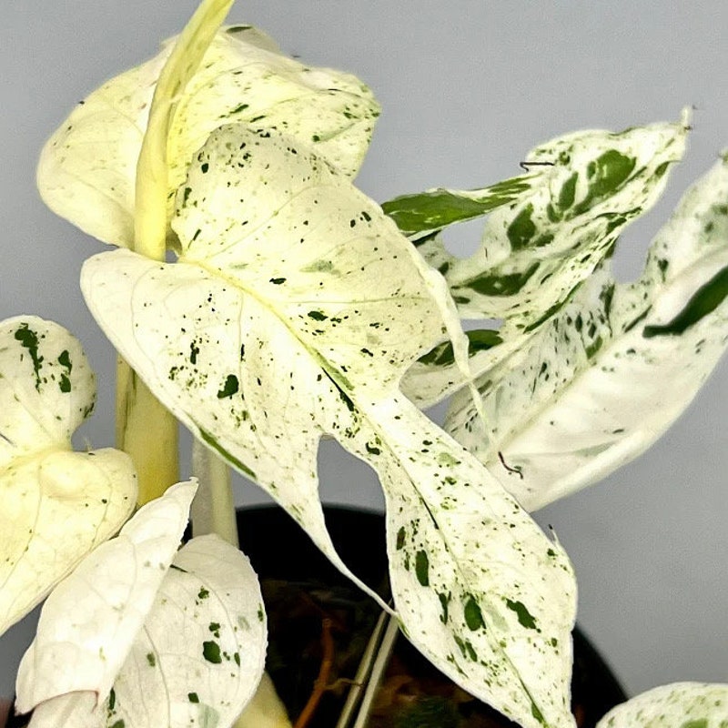 Variegated House Plants - Etsy