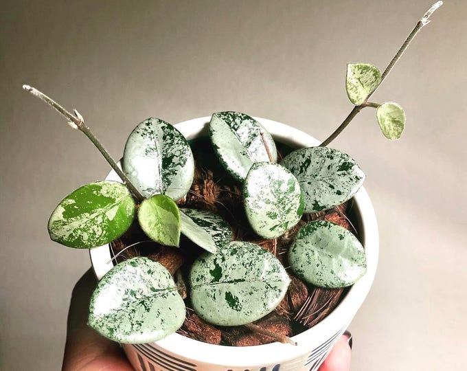 Hoya Mathilde Splash Starter Plant (ALL PLANTS Require You to Purchase ...