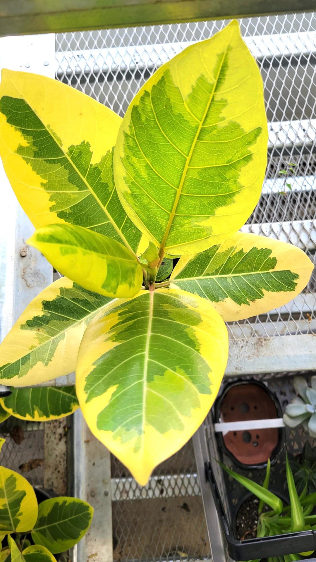 Ficus Elastica Altissima Yellow Gem 2” Plant **(ALL Plants Require You ...