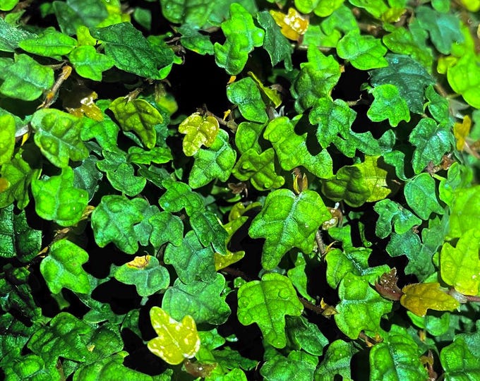 Miniature Creeping Fig ficus Pumila Quercifolia - Etsy