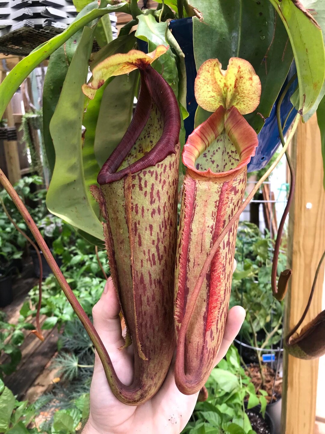 Nepenthes Miranda Starter Plant **(ALL Plants Require You to Purchase ...