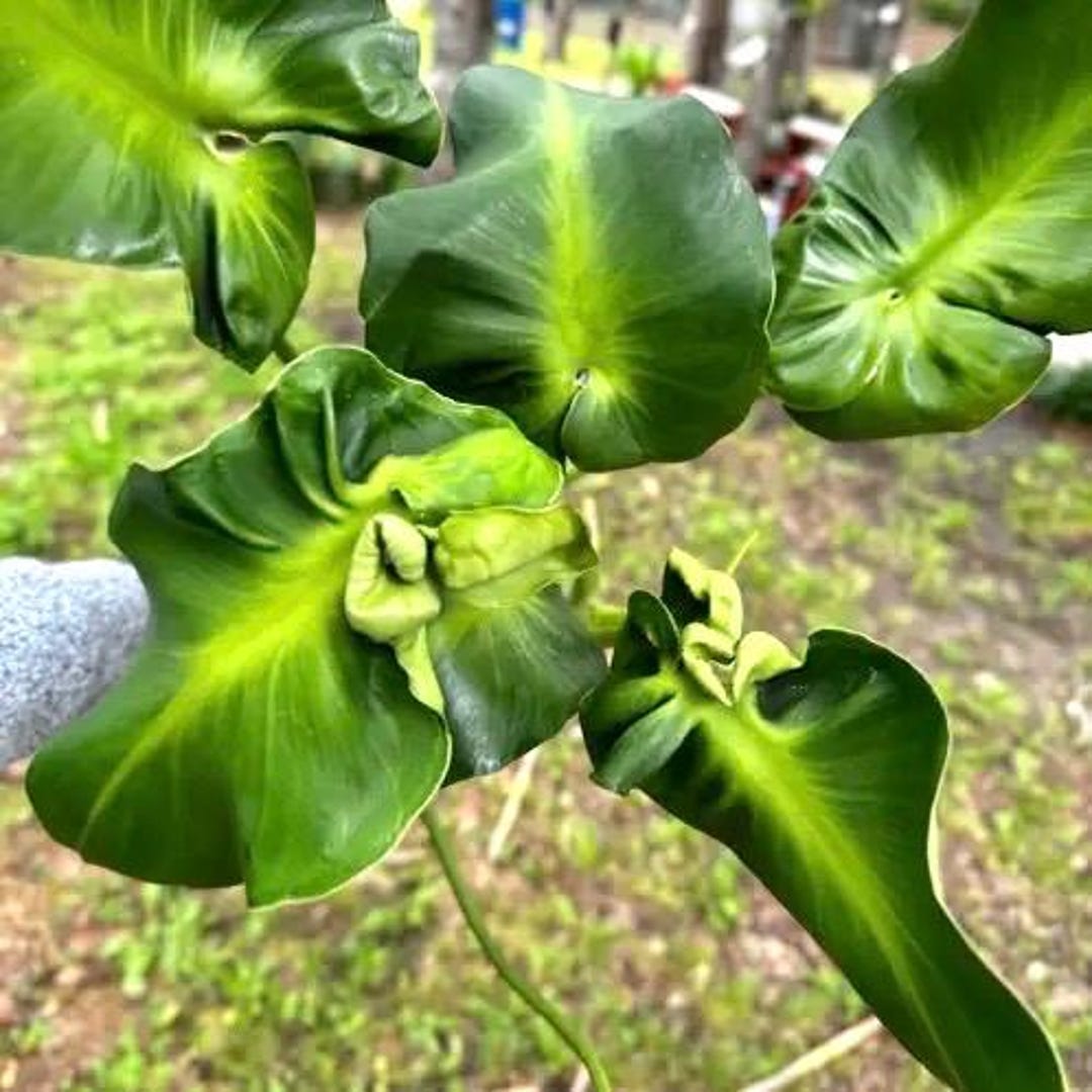Philodendron Rugosum Aberrant Form “pigskin” Starter Plant **(ALL ...