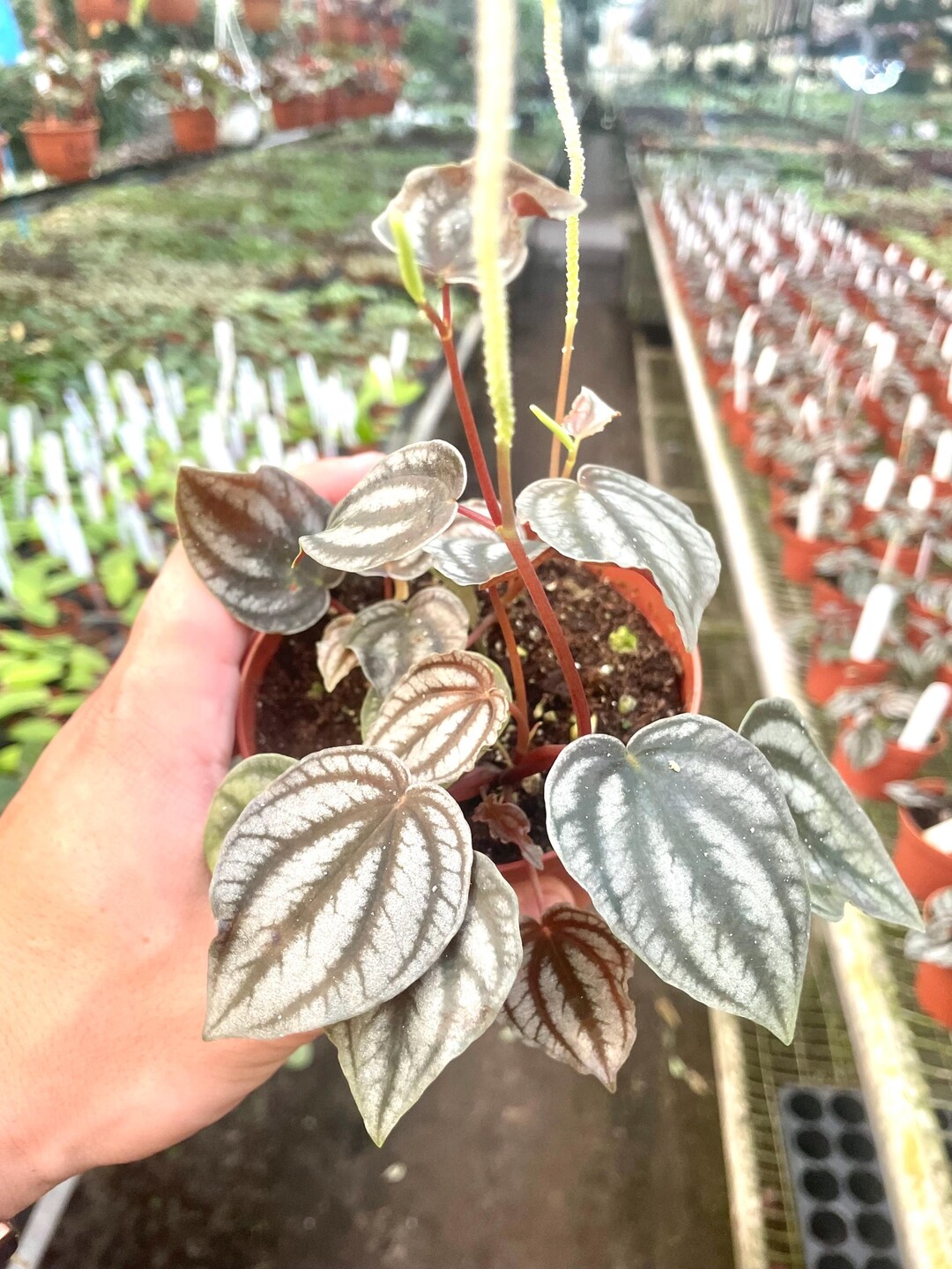 Peperomia Caperata Variegated Turboensis 4” Plant **(ALL Plants Require ...