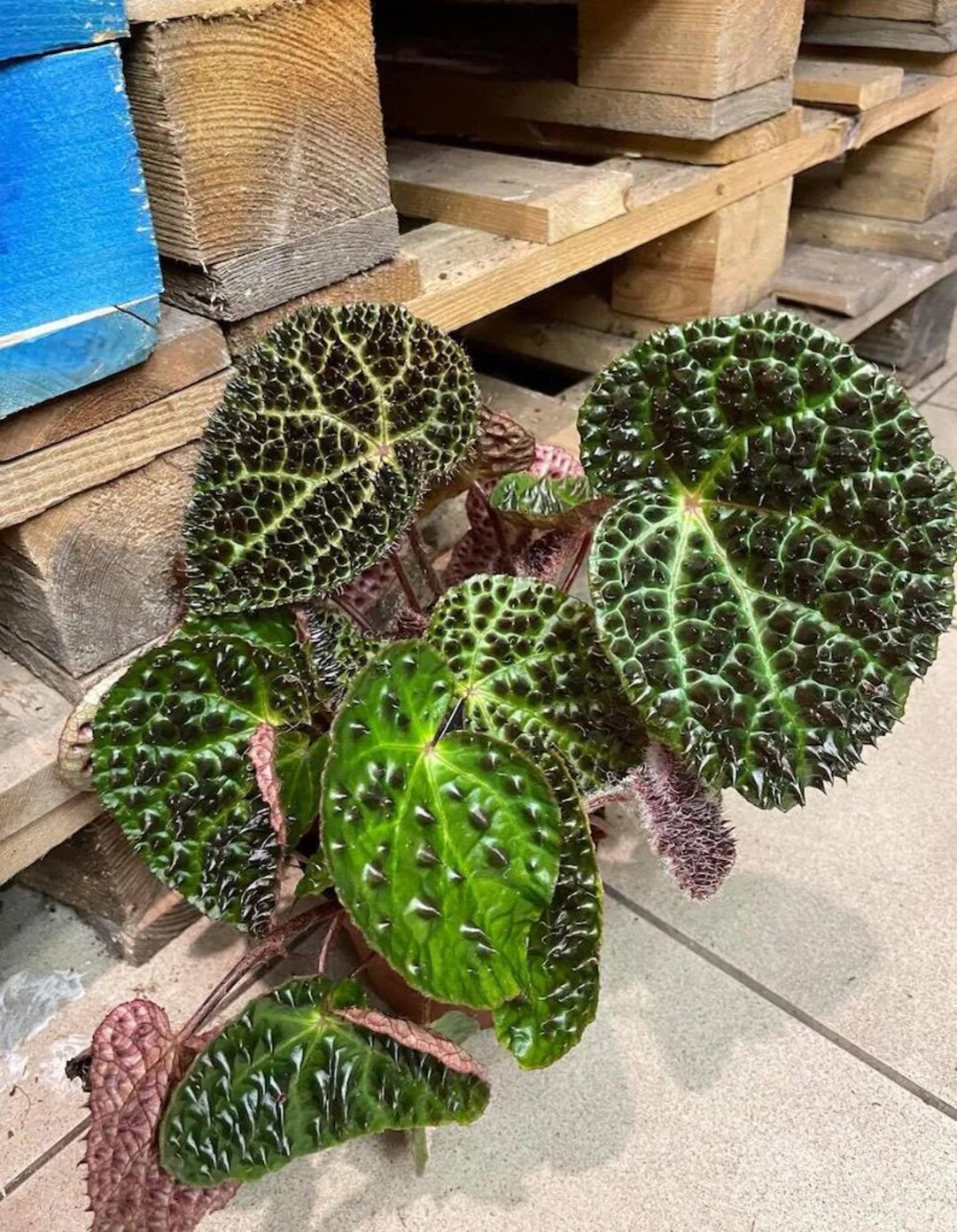 Begonia Rex Ferox “spiked Angel Wing” 4” Potted Plant **(ALL Plants ...