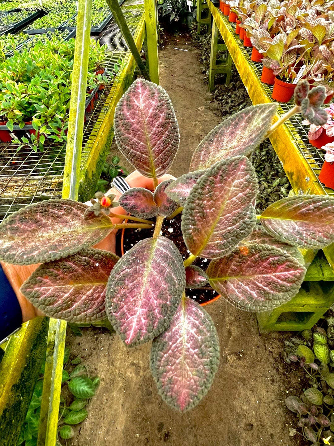 Episcia Pink Temptation Variegated Flowering African Violet 4” Plant ...