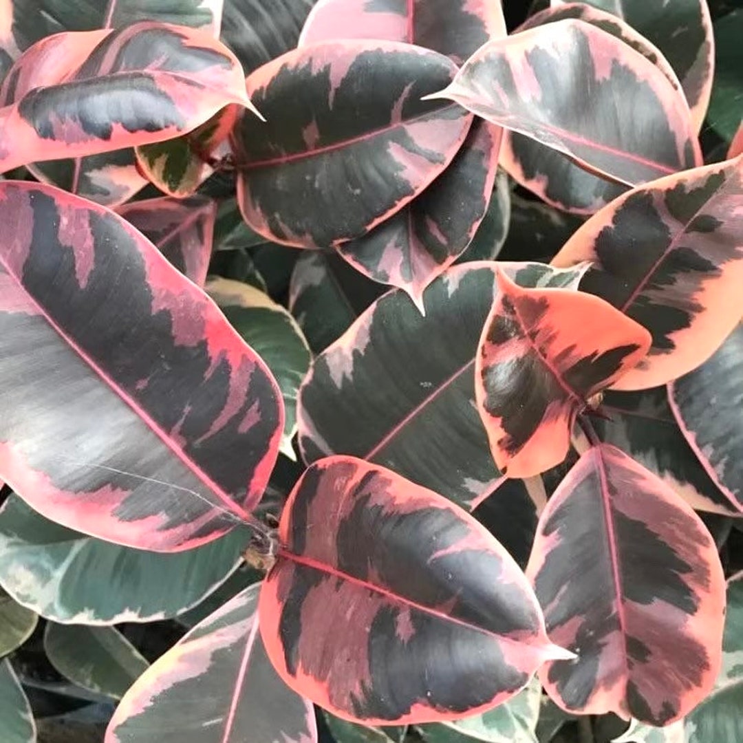Ficus Tineke “ruby” Rubber Tree Starter Plant **(ALL Plants Require You to Purchase ANY 2 Plants ...