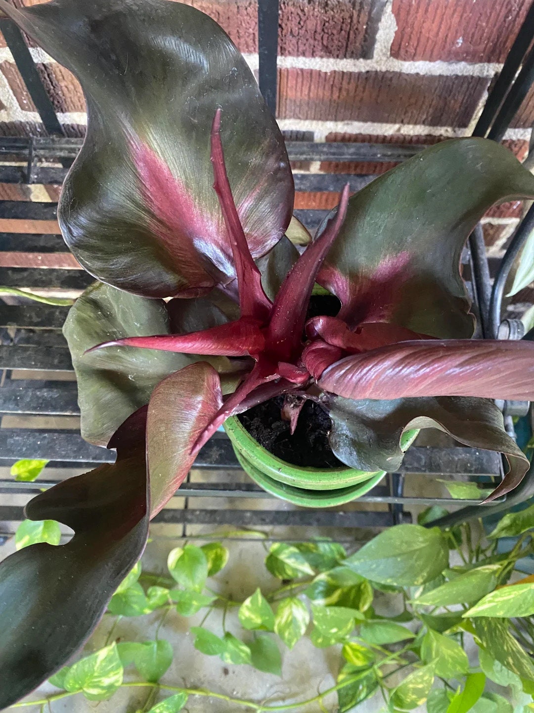 Philodendron Red Heart Starter Plant **(ALL Plants Require You to ...