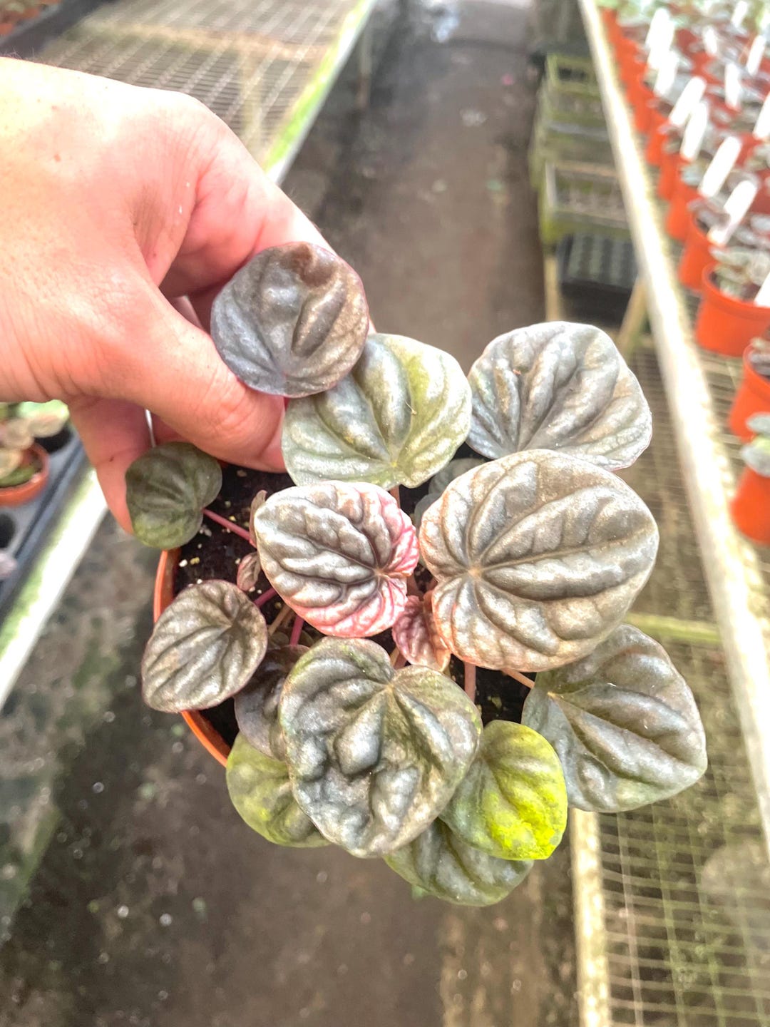 Peperomia Caperata Variegated Abricos Starter Plant **(ALL Plants ...