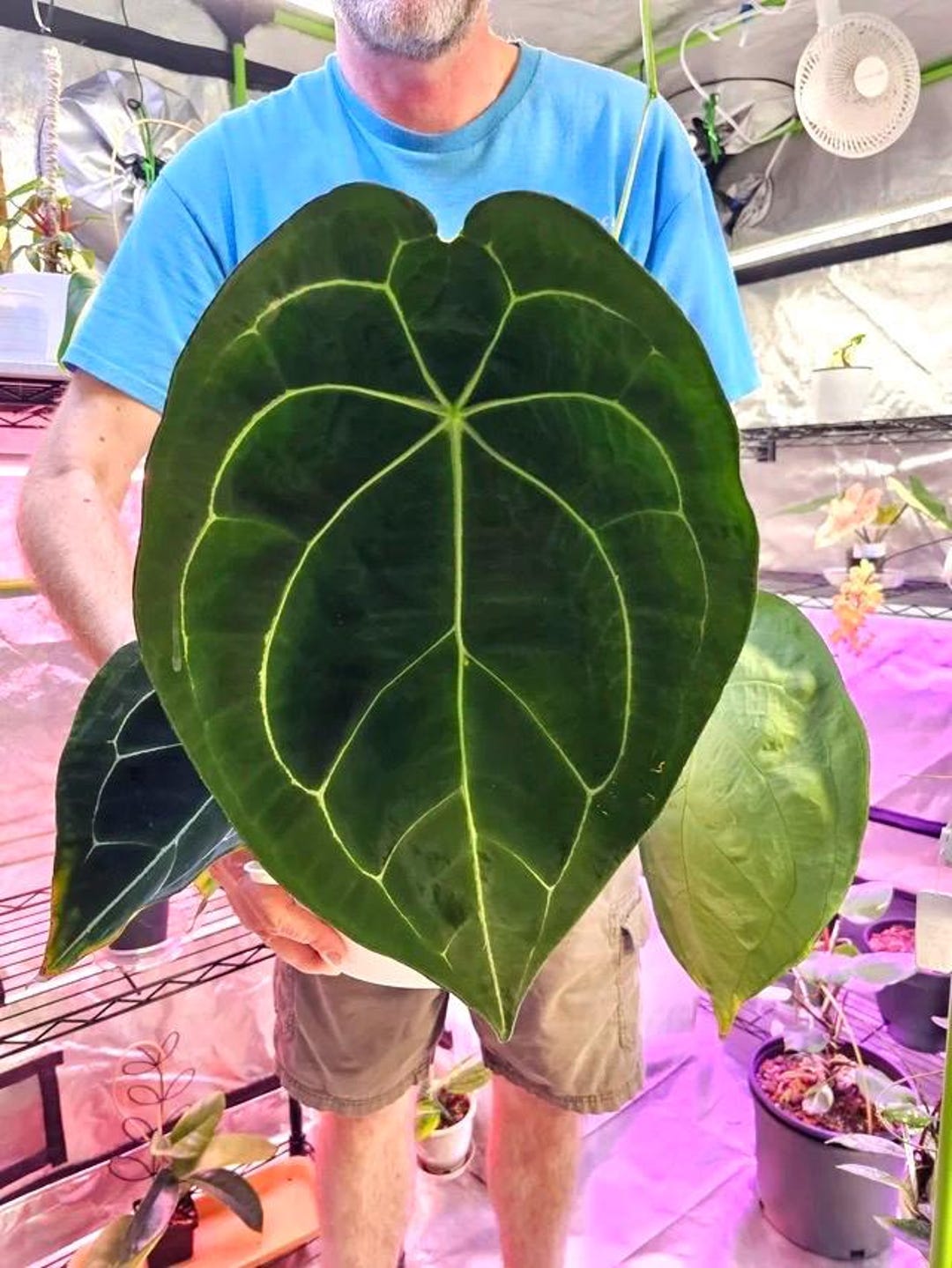 Anthurium Forgetti 2” Plant **(ALL Plants Require You to Purchase ANY 2 ...