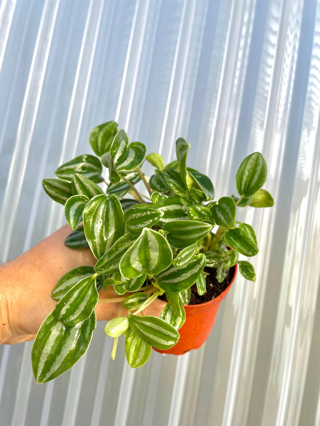 Peperomia Mini Watermelon Starter Plant **(ALL Plants Require You to ...