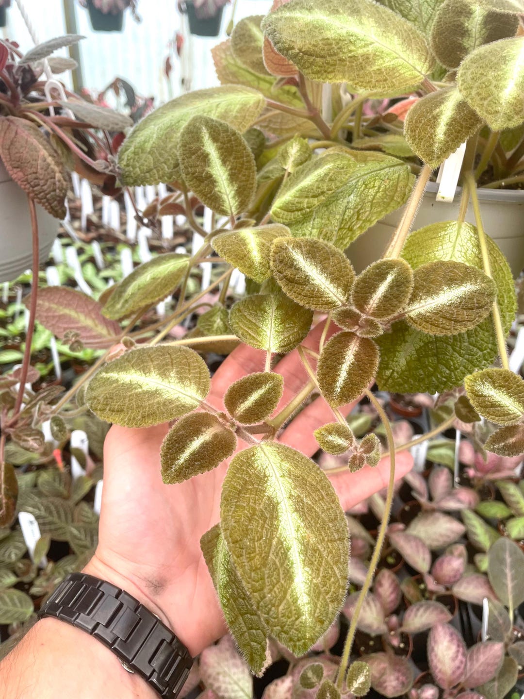 Episcia Grey Lady 2” Plant **(ALL Plants Require You to Purchase ANY 2 ...