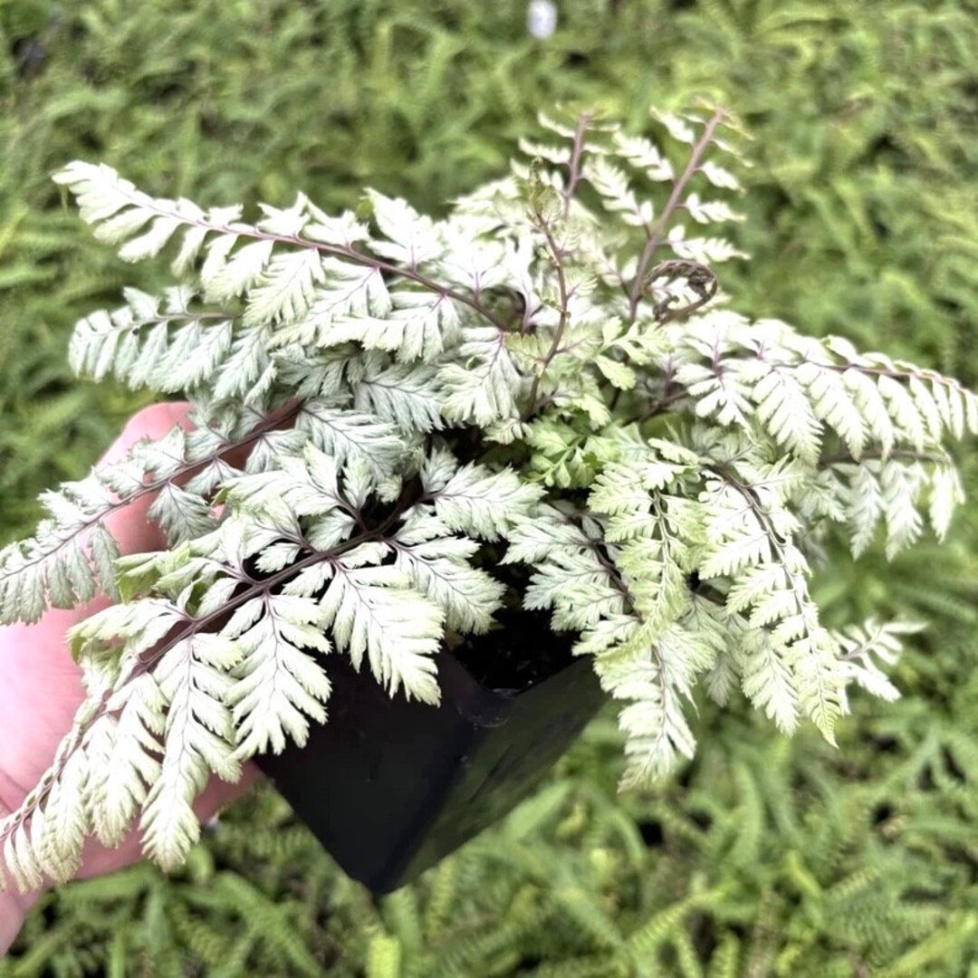Japanese Pearly White Painted Fern Starter Plant **(ALL Plants Require ...