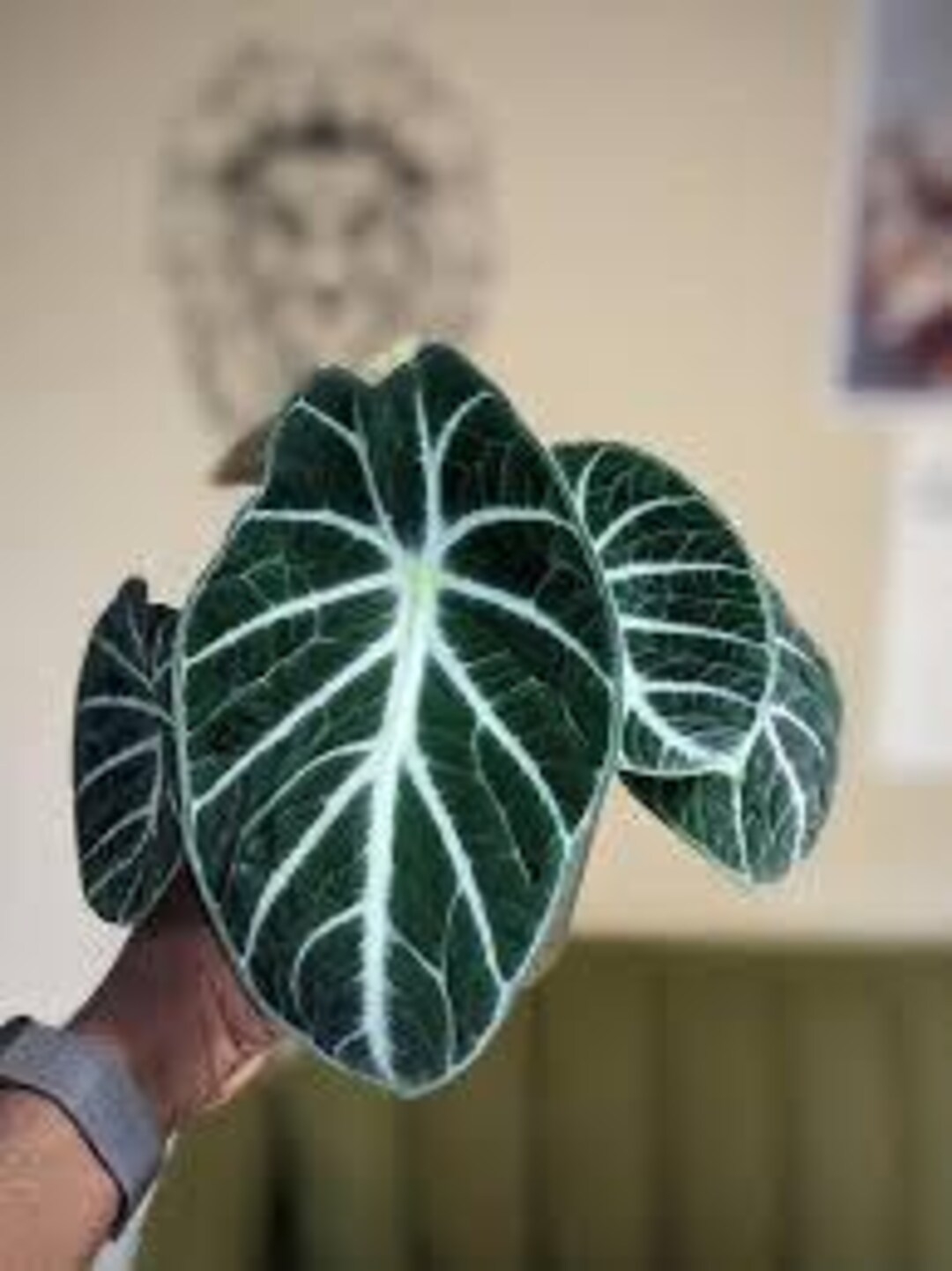 Alocasia Mini Black Velvet “black Ninja” 2” Plant **(ALL Plants Require ...