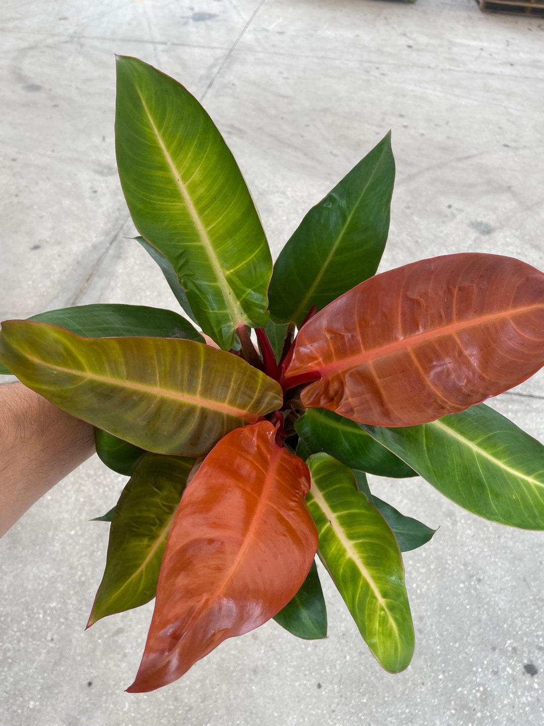 Philodendron Red Sun TC Starter Plant **(ALL Plants Require You to ...