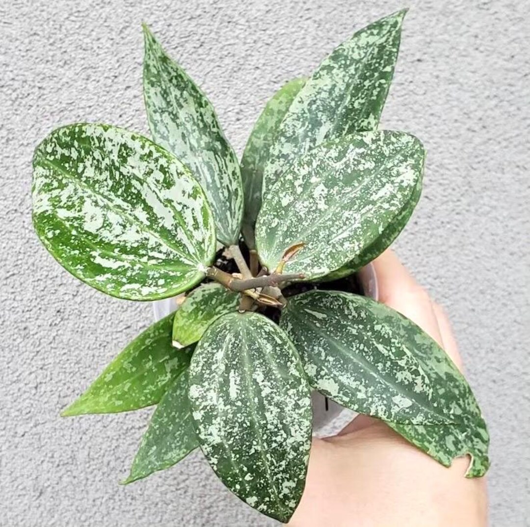 Hoya Rangsan Splash Starter Plant (ALL STARTER PLANTS Require You to ...
