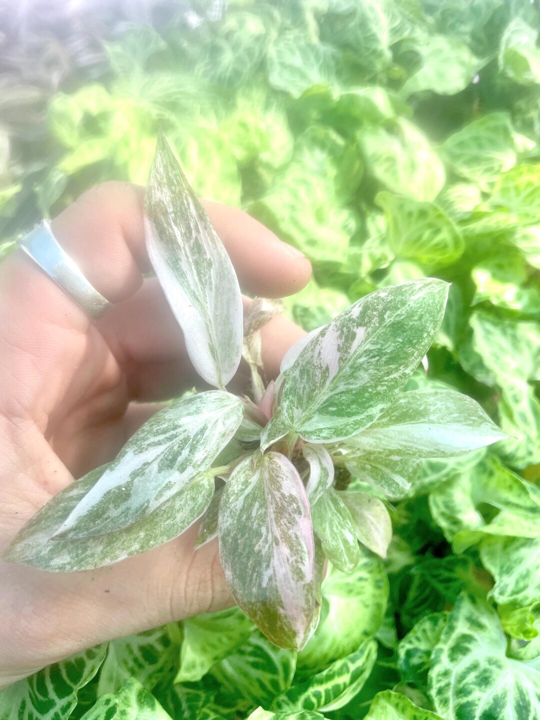 Philodendron Tricolor Galaxy Marble Variegated Pink Princess Starter ...