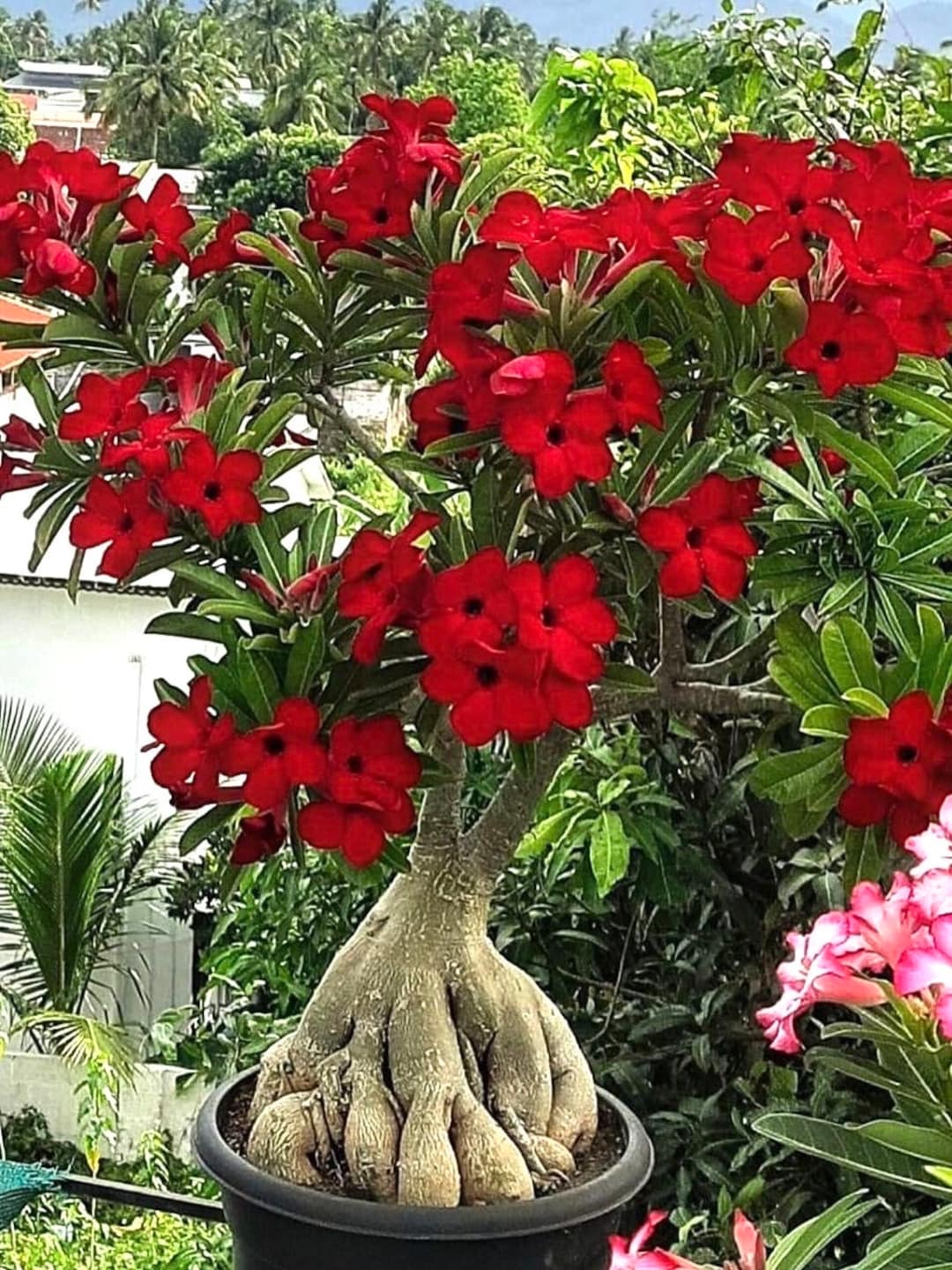 Desert Rose Red Adenium Obesum Starter Plant **(ALL Plants Require You ...