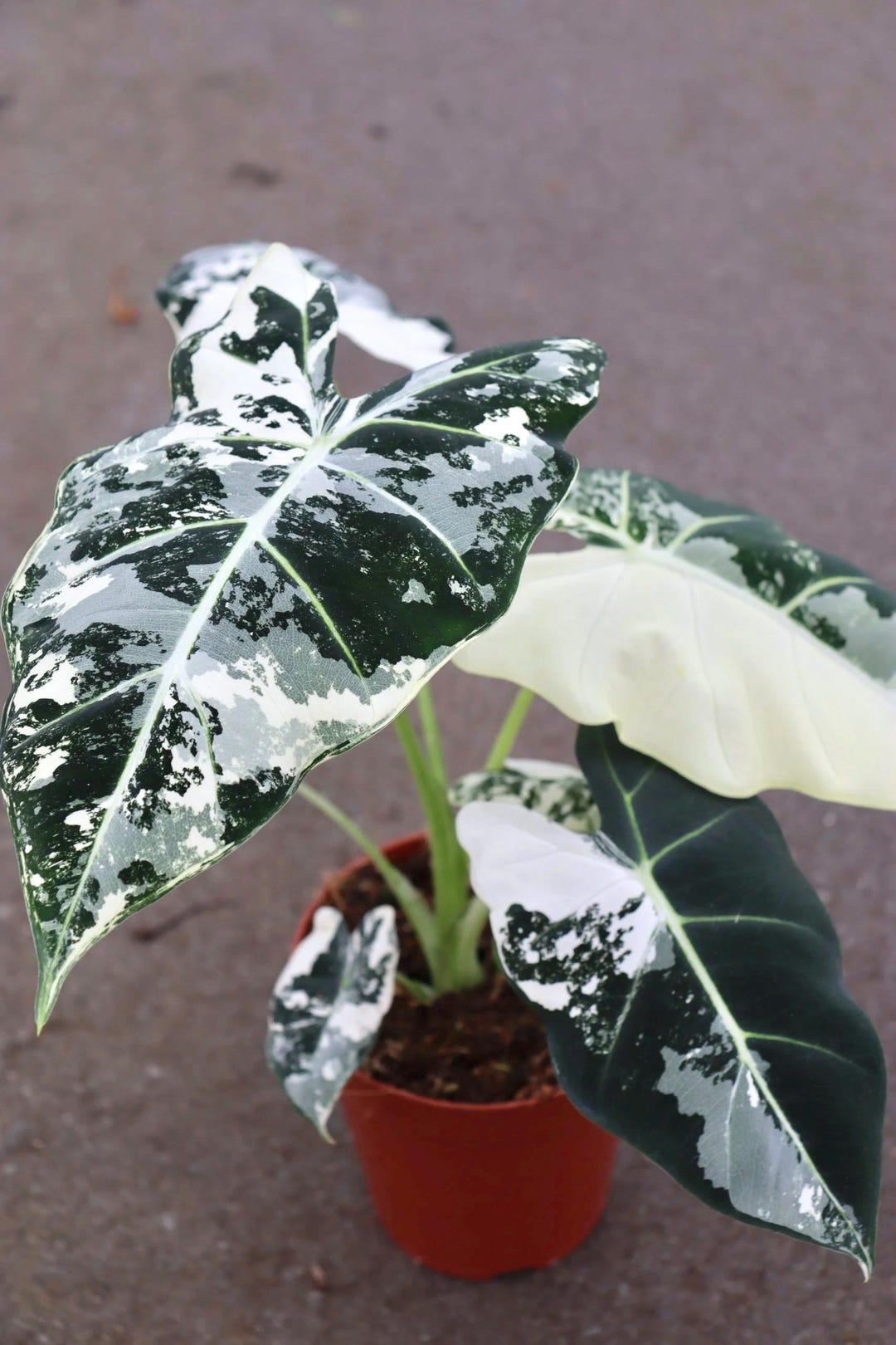 Alocasia Variegated Frydek Large* 5 Pack Special Deal! **(ALL Plants ...