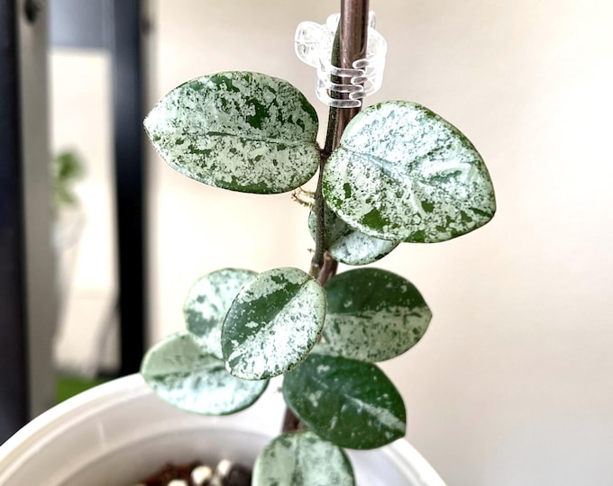 Hoya Mathilde Splash 2” Plant (ALL PLANTS Require You to Purchase 2 ...