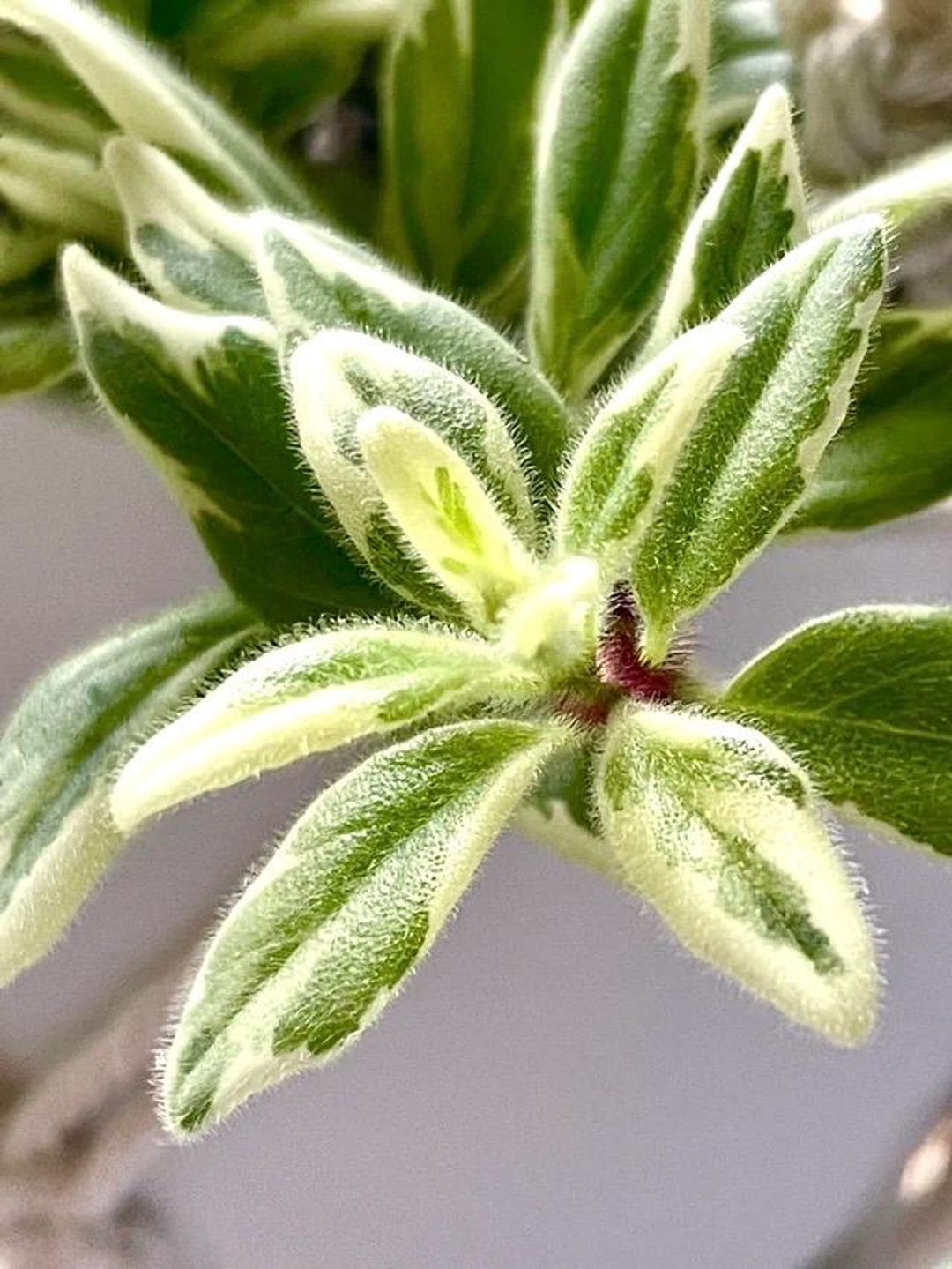 Columnea Hirta Variegated “light Prince” Starter Plant **(ALL Plants ...