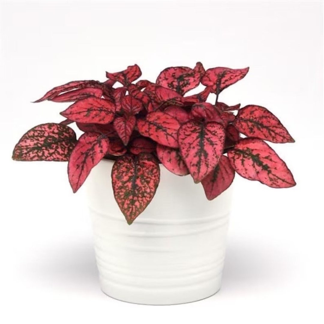 Hypoestes Red Starter Plant **(ALL Plants Require You to Purchase ANY 2 ...