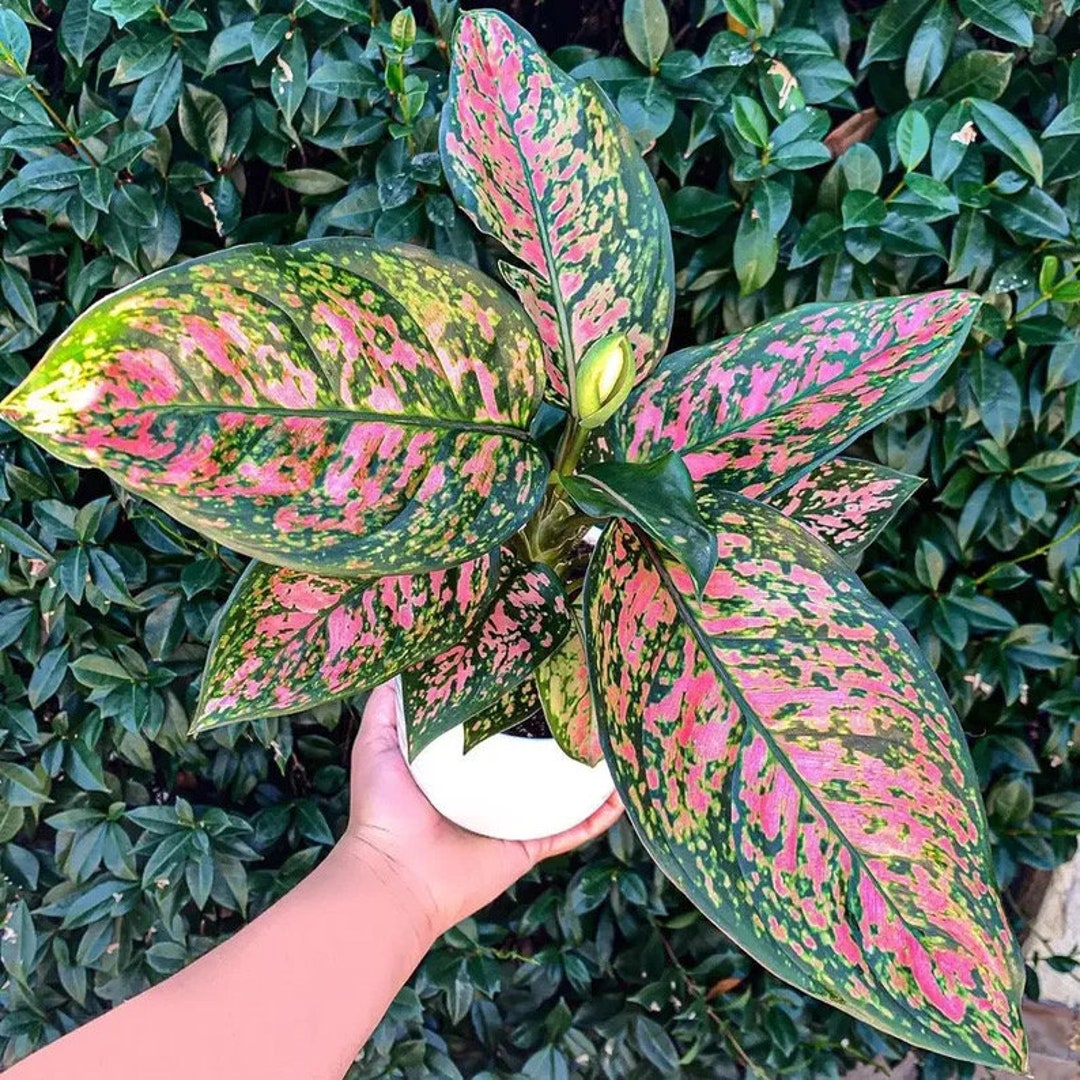 Aglaonema Queen Starter Plant **(ALL Plants Require You to Purchase ANY ...