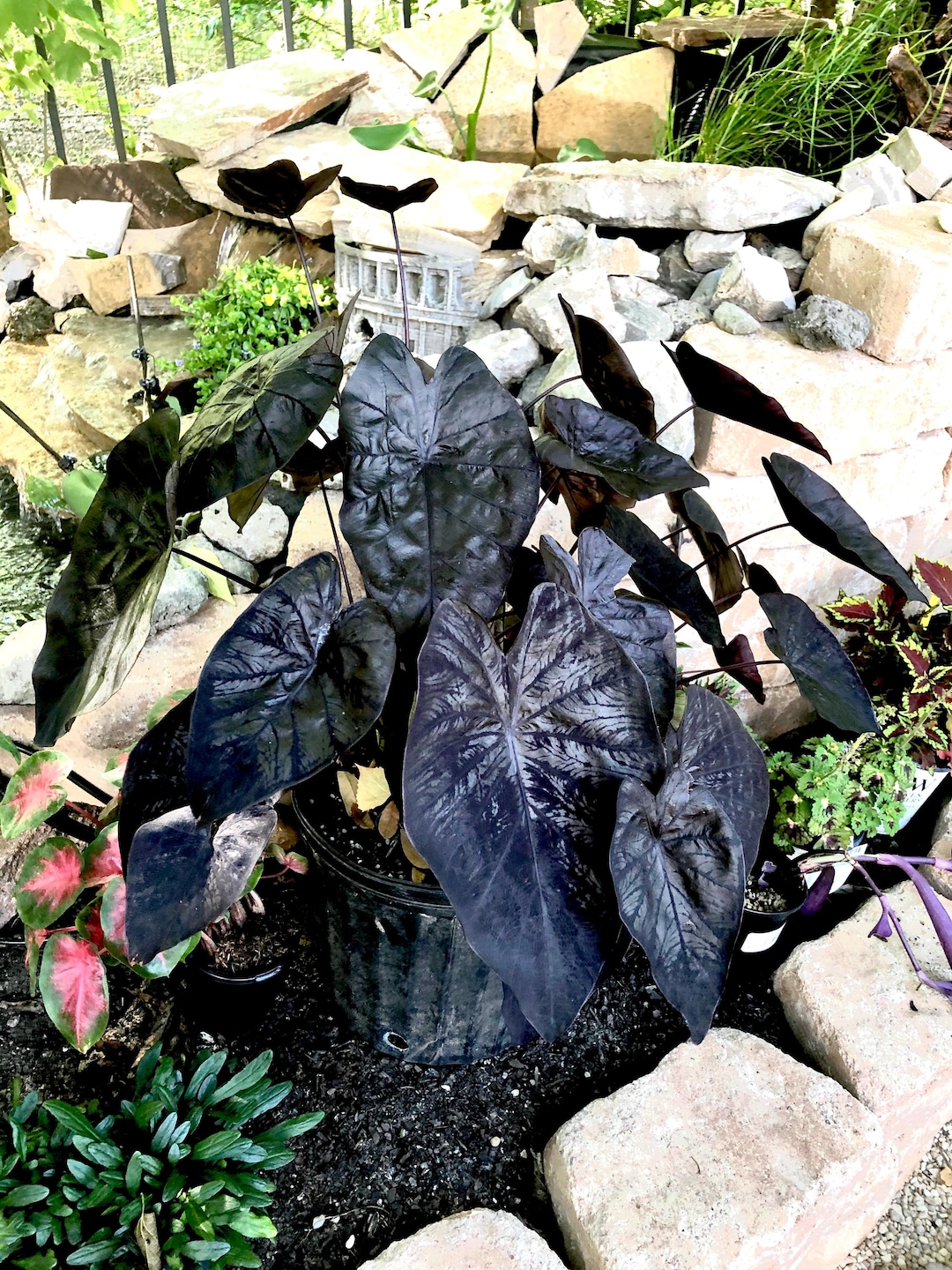 Colocasia Black Ripple “gothic” Rare Black Elephant Ear Starter Plant ...